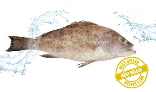Grouper/Ikan Kerapu/石斑 – Ocean153 Resources